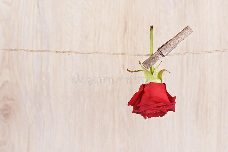 Red Rose Hung Rope Stock Photos - Free & Royalty-Free Stock Photos from ...
