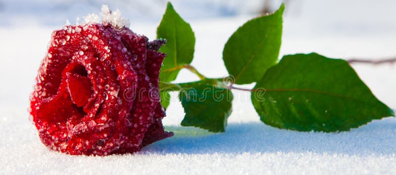 Red rose in ice stock image. Image of winter, snow, covered - 23723489