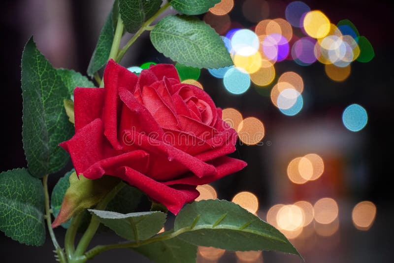 Red rose image stock image. Image of plant, holiday - 261071579
