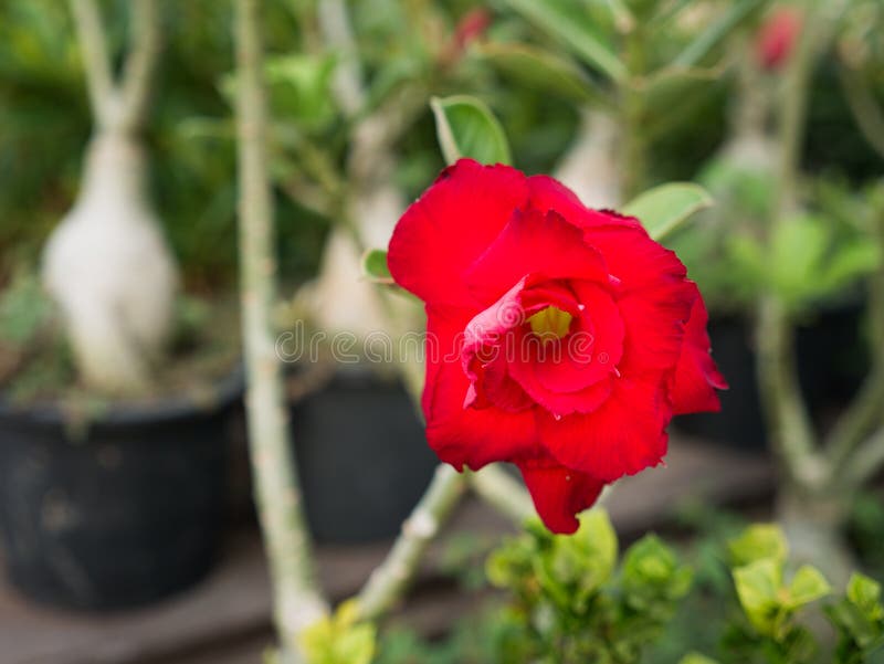 Red Rose of Impala Lily Flower Stock Image - Image of botany, flora ...