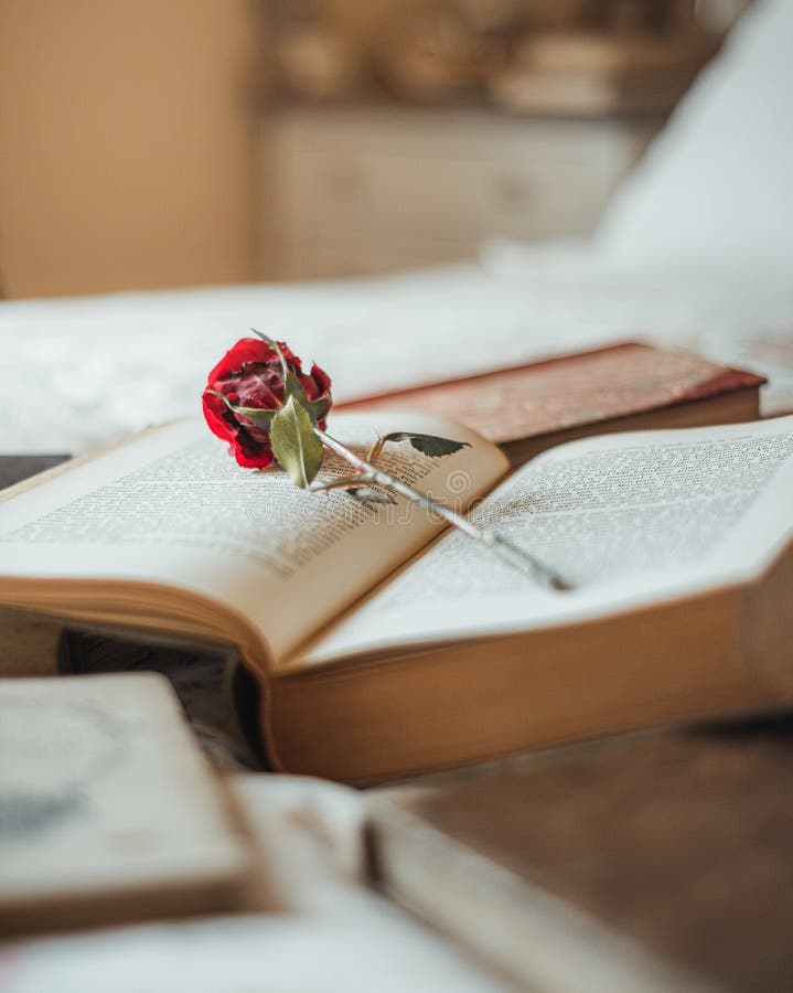 Red Rose Inside an Open Book on Top of a Pile of Books Stock Image ...