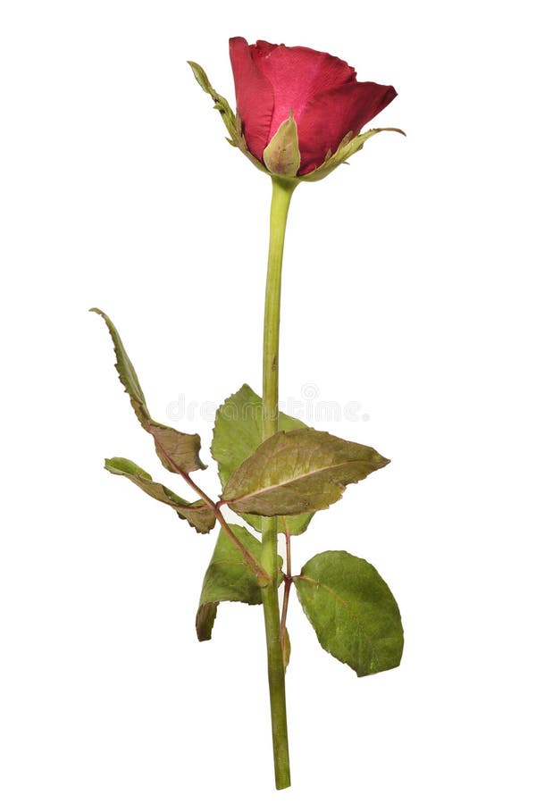 Red rose isolate stock image. Image of plant, love, leaf - 85554919
