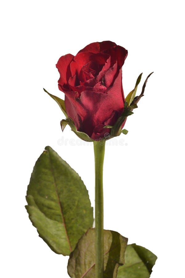 Rose isolate stock photo. Image of flowers, celebration - 84119690