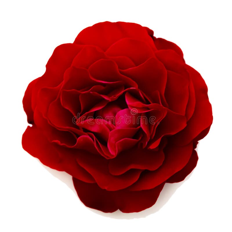 Red Rose Isolate Top View Bud Open Stock Photo - Image of object ...
