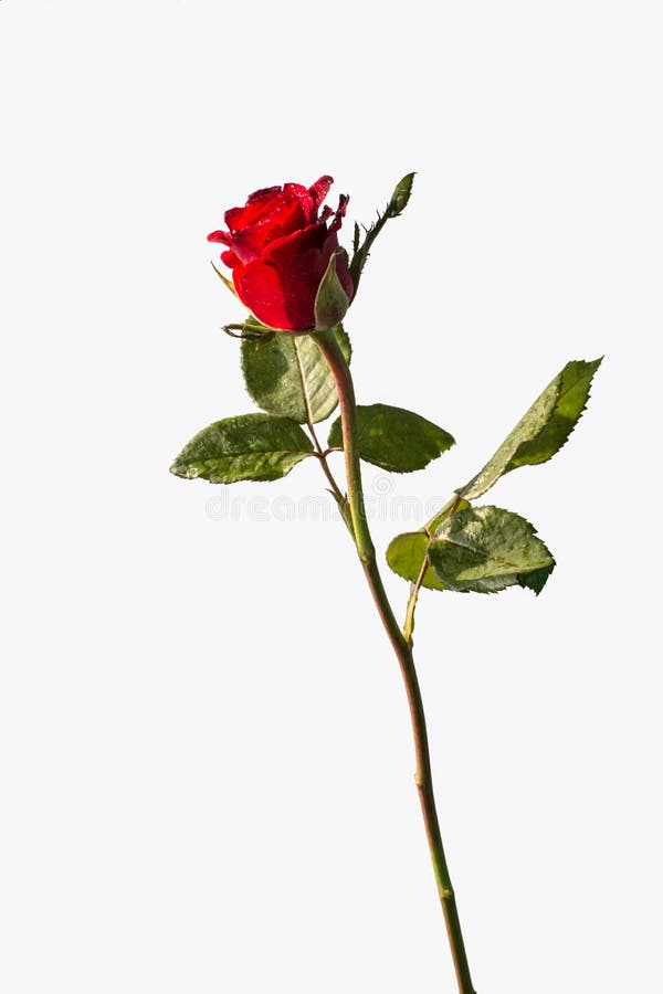 Red rose isolate stock image. Image of plant, love, leaf - 85554919