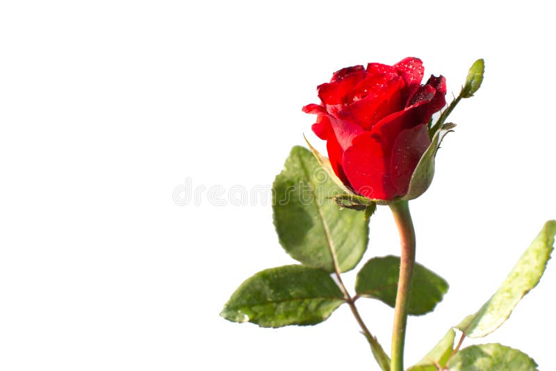 Rose isolate stock photo. Image of flowers, celebration - 84119690