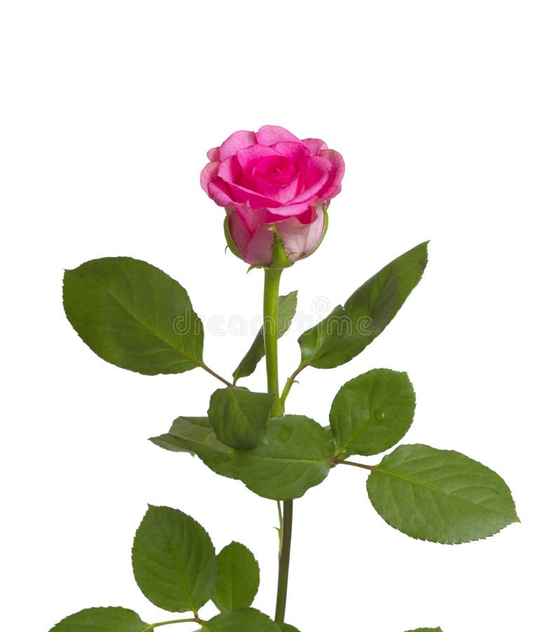 Red rose isolated stock photo. Image of color, petals - 19578718