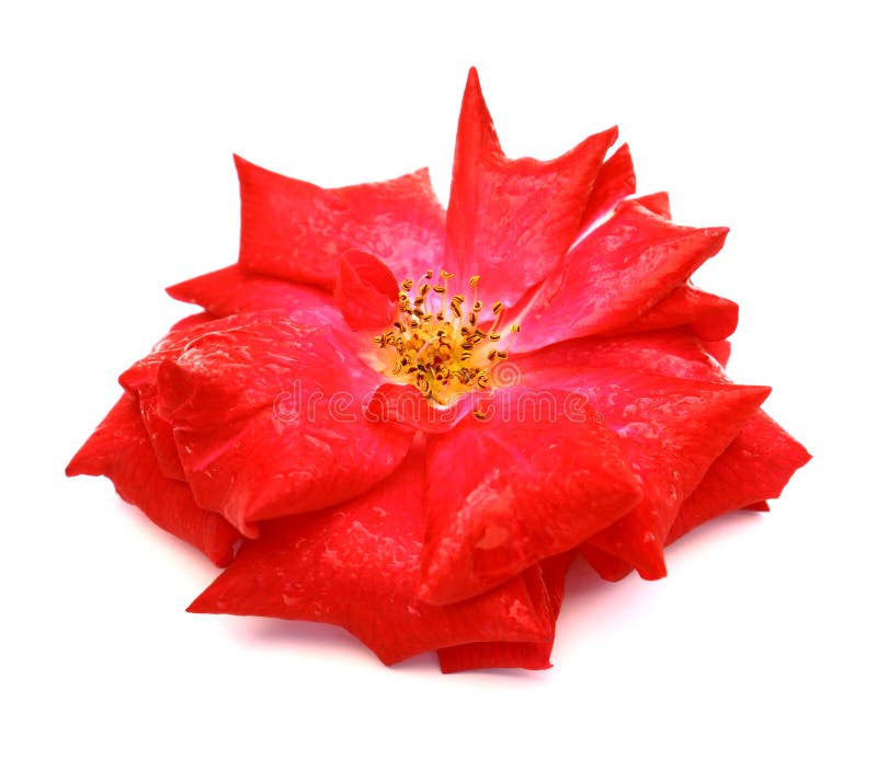 320 Carpel Rose Photos - Free & Royalty-Free Stock Photos from Dreamstime