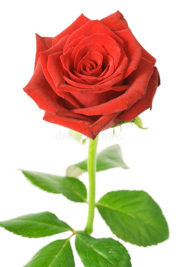 Red rose isolated stock photo. Image of bouquet, close - 3347968