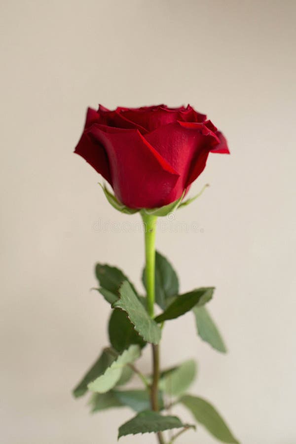 Red Rose on Beige Background Stock Photo - Image of fresh, color: 208279990