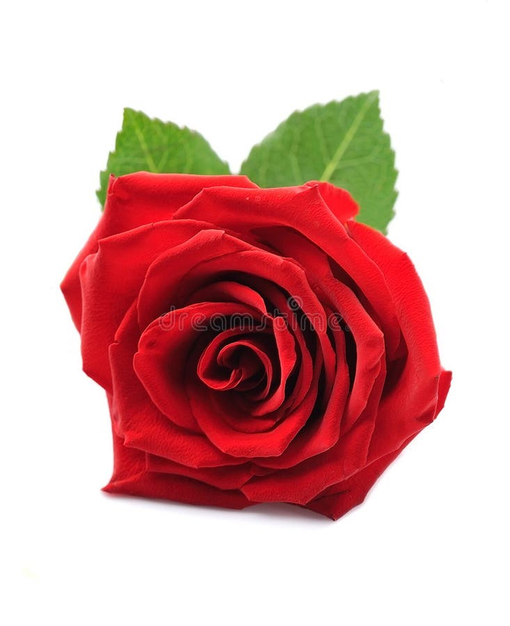 Red rose isolated. stock image. Image of leaves, blooms - 178698995
