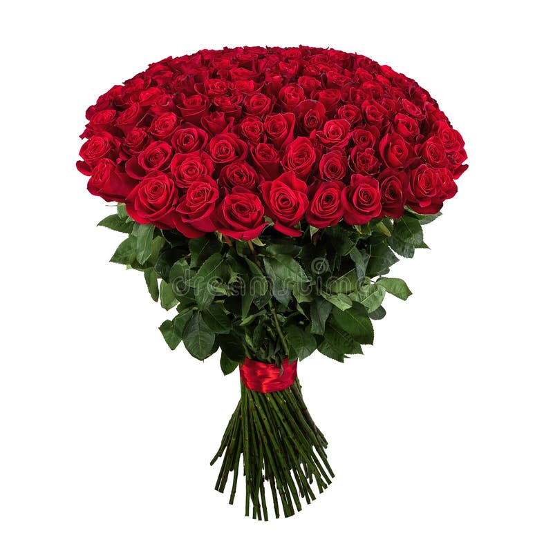 Red Rose. Isolated Large Bouquet of 101 Red Rose on White Stock Photo ...