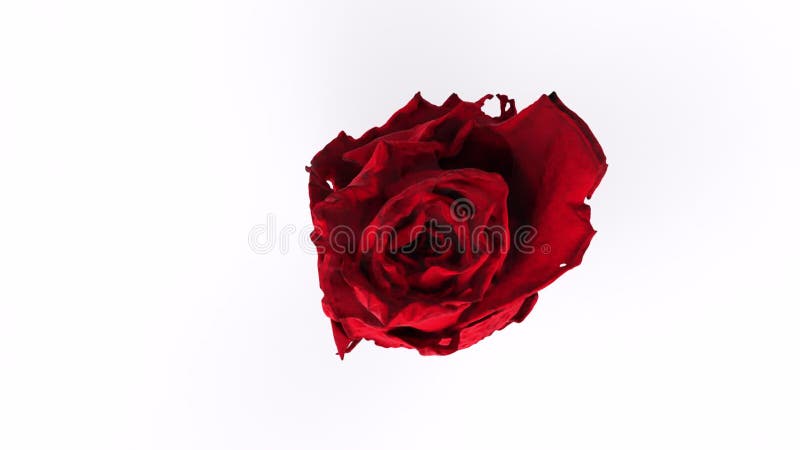 Red Rose Isolated Rotating in Loop on White Background Stock Footage ...