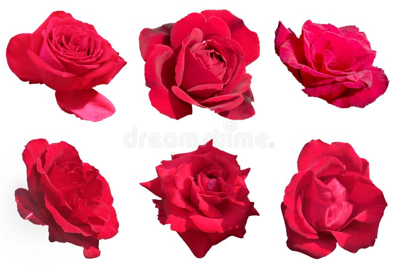 Red rose isolated stock image. Image of plant, blossom - 63976265