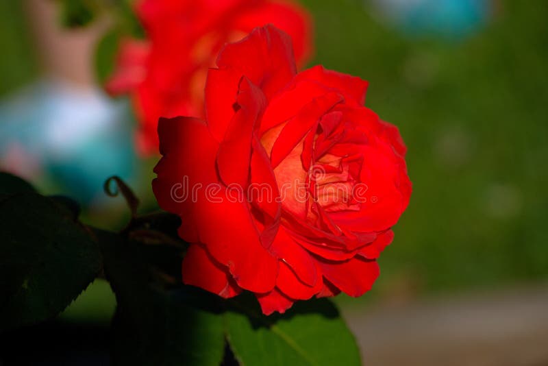 A Red Rose Isolated with a Shadow Falling Across the Back of the Flower ...
