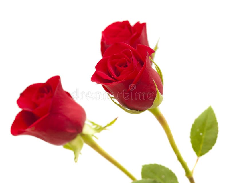 Red rose isolated stock image. Image of freshness, bloom - 86302753