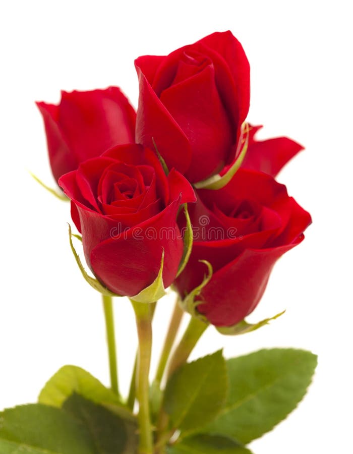 Single red rose stock image. Image of flower, isolated - 33164963