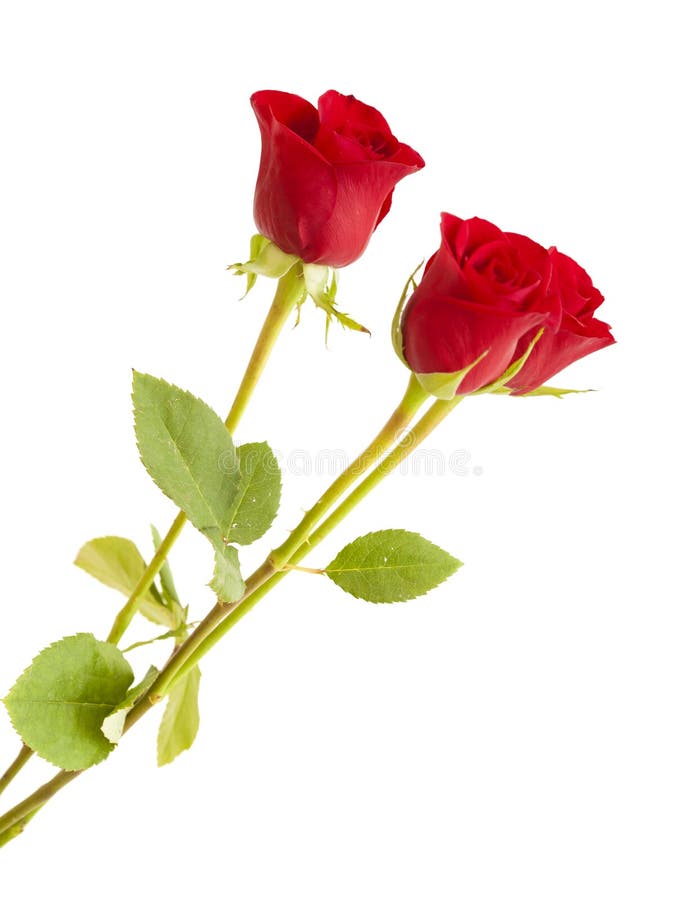 Red rose isolated stock photo. Image of bloom, white - 86302926