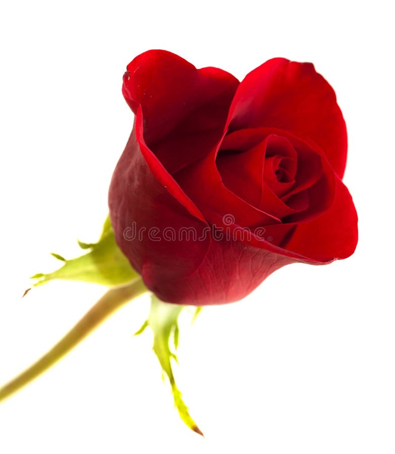 Red rose isolated stock photo. Image of saturated, isolated - 86303464