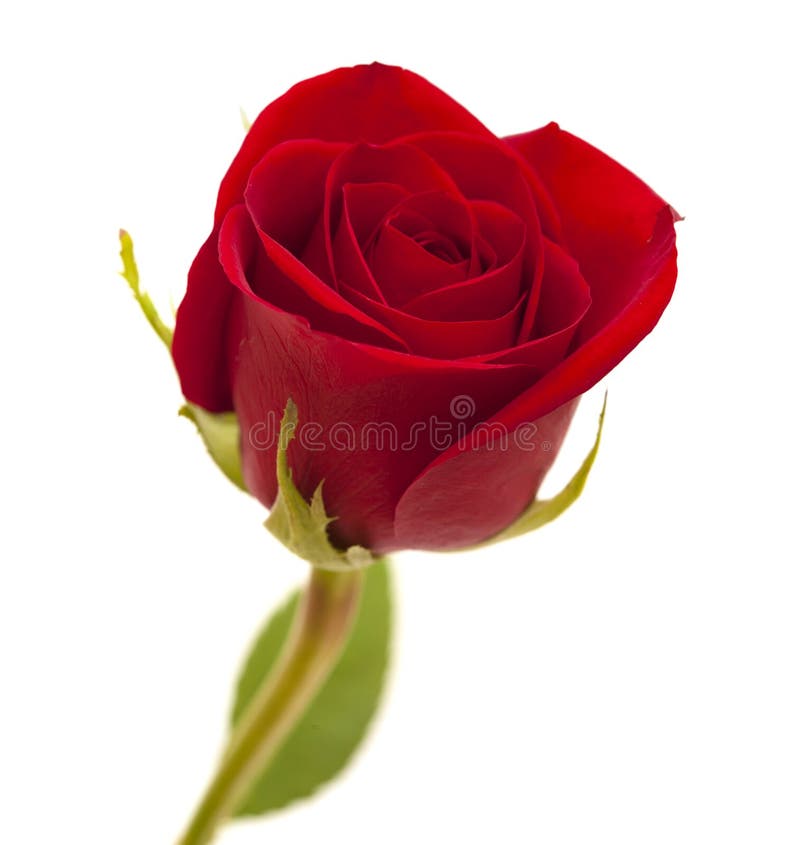 Red rose isolated stock image. Image of curve, white - 86303607