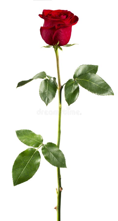 Single romantic red rose stock photo. Image of fragrance - 33992724
