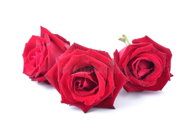 Red Rose Isolated on White Background Stock Image - Image of rosa ...
