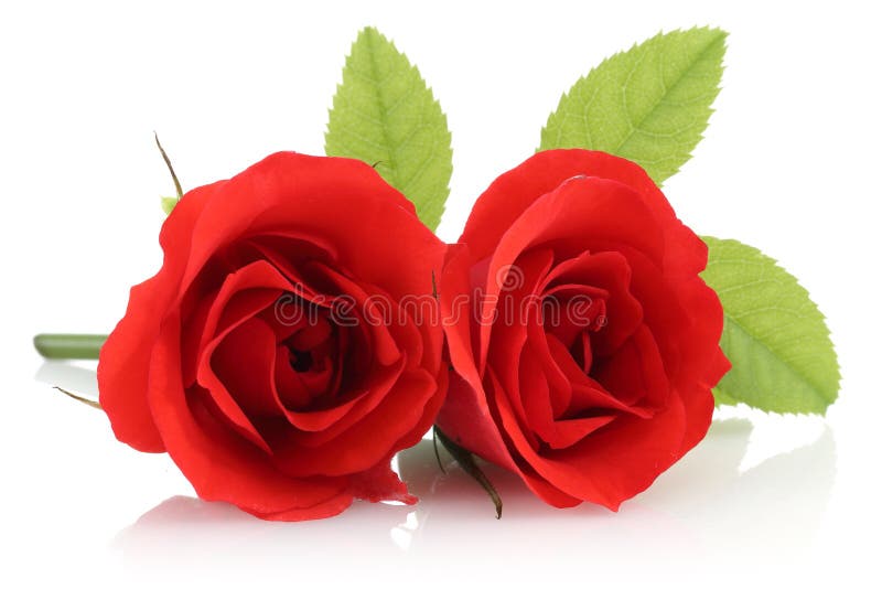 Red Rose stock photo. Image of leaves, mother, love, floral - 54937676