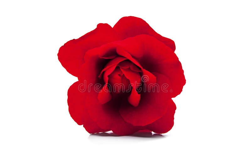 Red Rose isolated stock photo. Image of florist, celebration - 170309124
