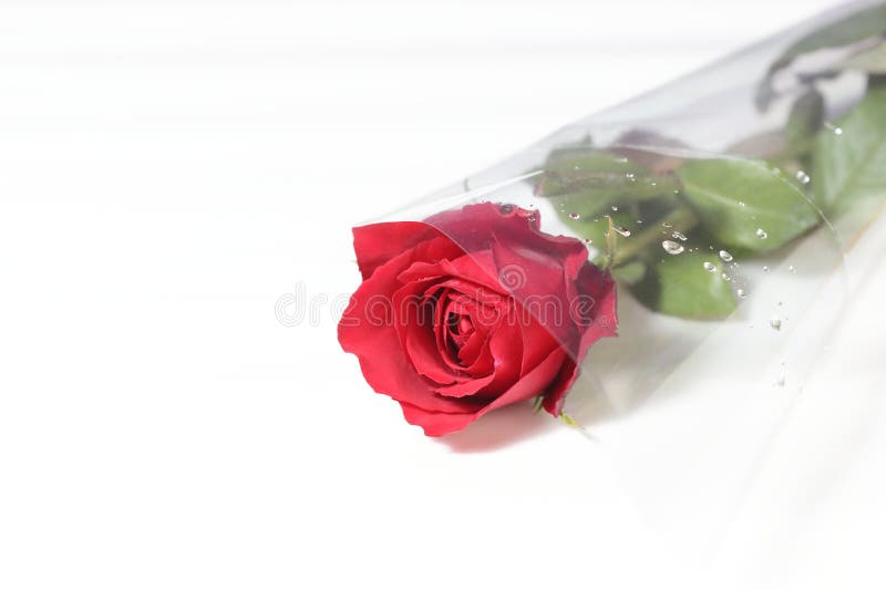 Red Rose Isolated on White Background. Single Red Rose Stock Image ...