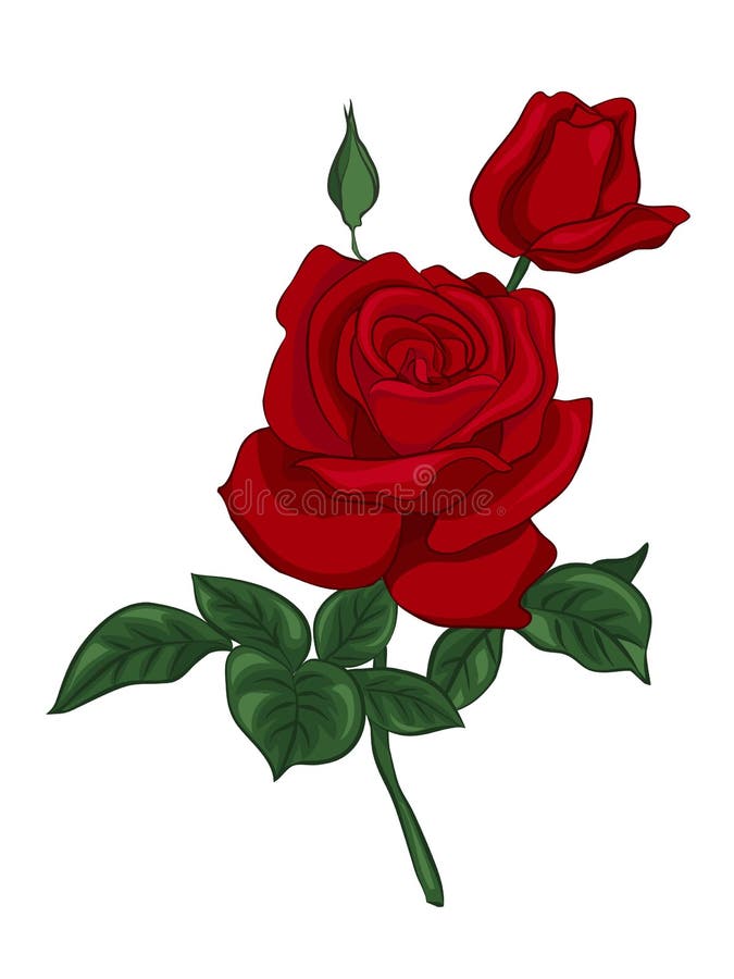 Single red rose stock vector. Illustration of beauty - 115224672