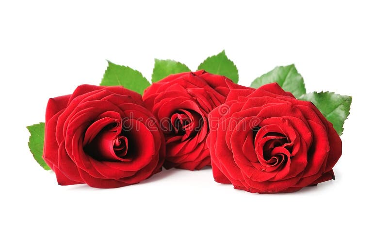 Red Rose Isolated on White Backgrounds Stock Image - Image of flower ...
