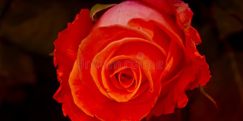Red Rose, Italy stock photo. Image of isolated, floral - 216809480