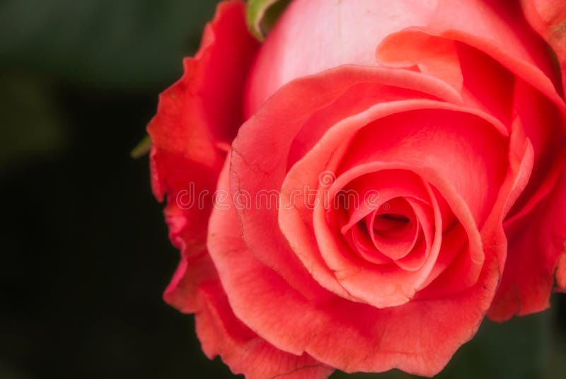 Red Rose, Italy stock photo. Image of isolated, head - 225860602