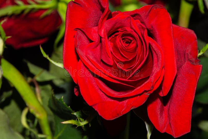 Red Rose in Its Maximum Splendor Stock Photo - Image of dates, rose ...