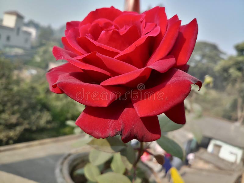 A Red Rose with Its Plant on a Container Stock Photo - Image of rose ...