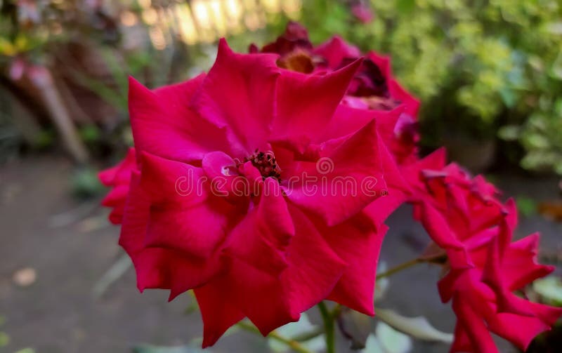 Red Rose on July stock photo. Image of nature, rose - 224476882