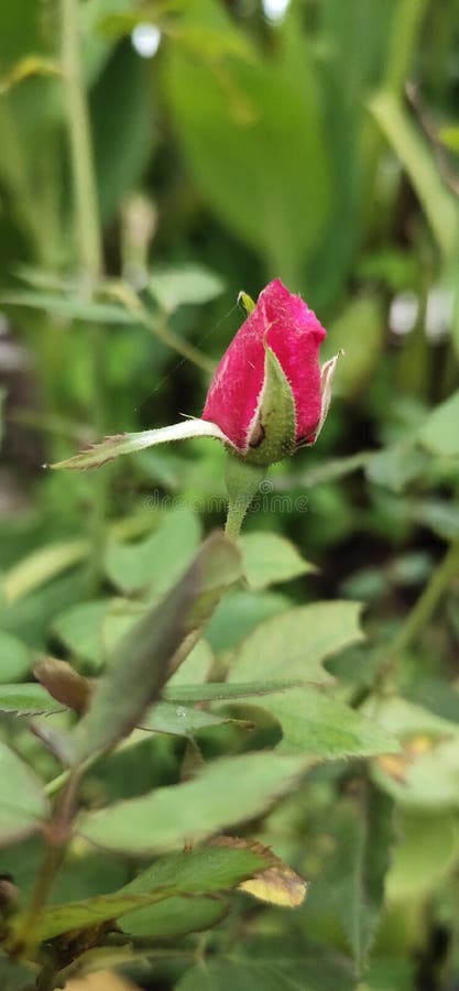 117 Kali Rose Stock Photos - Free & Royalty-Free Stock Photos from ...