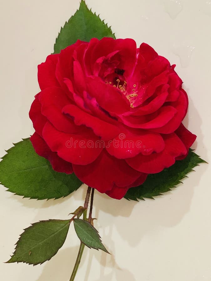 Red Rose is the King of Flowers Stock Photo - Image of greeting ...