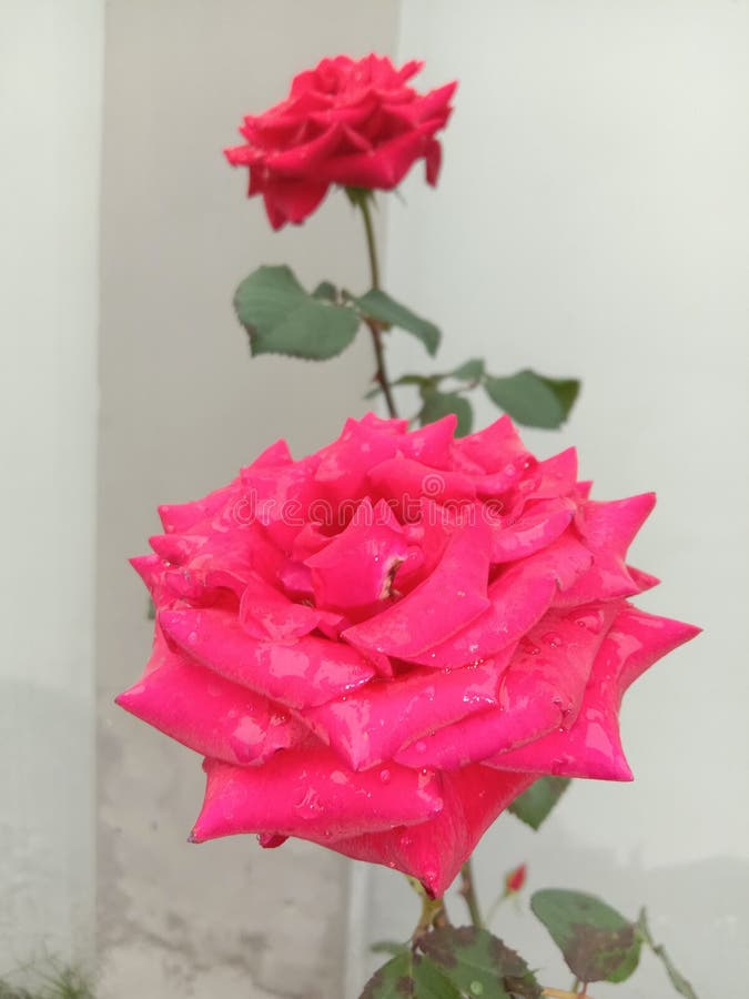 Red rose king of roses stock photo. Image of rose, petal - 180928470