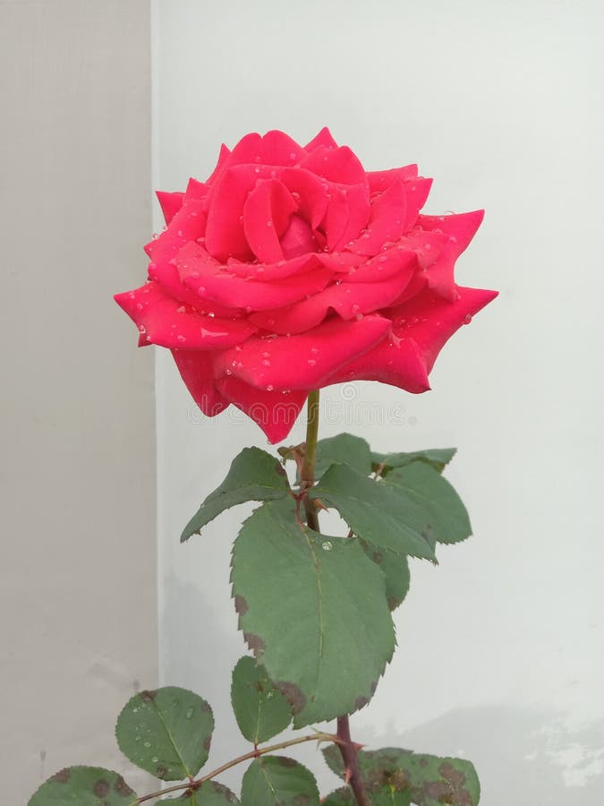 Red rose king of roses stock photo. Image of bouquet - 180928504