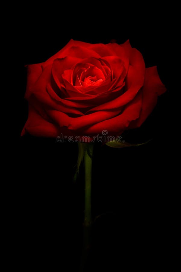 Red rose kissed with light stock photo. Image of card - 89273640