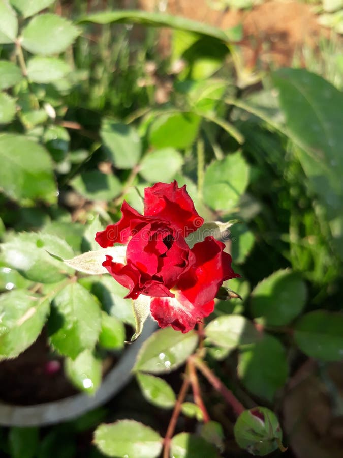 Lal Rose Stock Photos - Free & Royalty-Free Stock Photos from Dreamstime