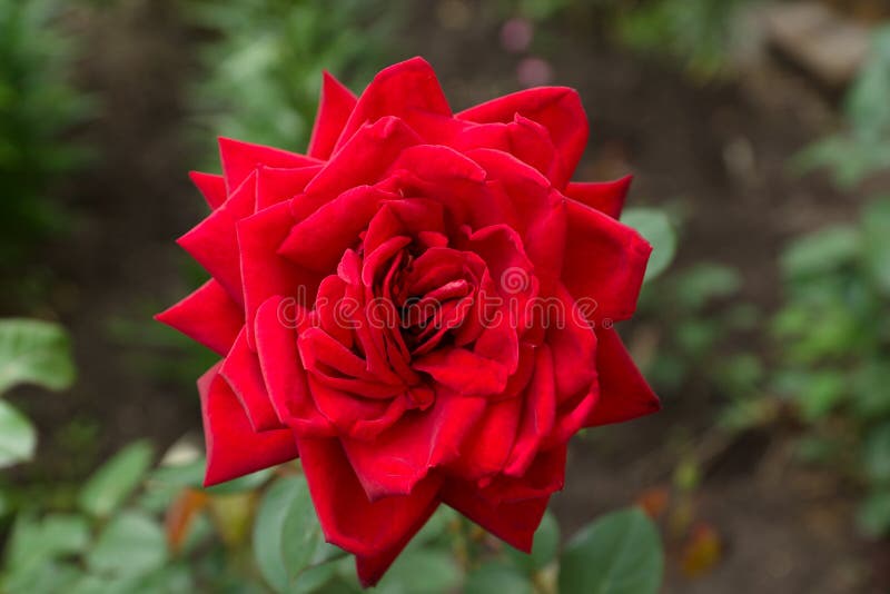 Red rose stock photo. Image of petal, fragility, shot - 48554338