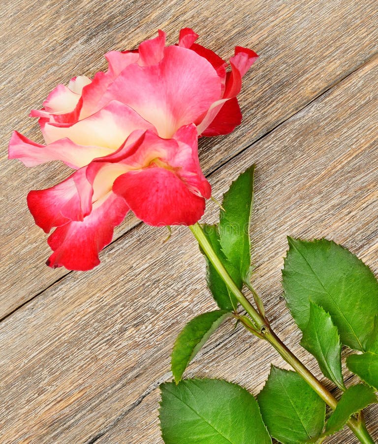 Red Rose Laying on Wooden Table Stock Photo - Image of love, flower ...