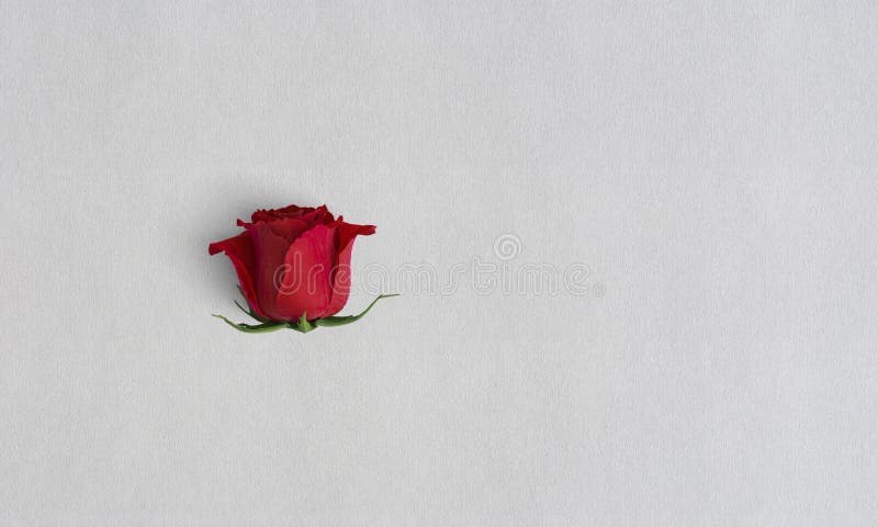 Red Rose without Leaf White Paper Texture Wallpaper Isolated White ...