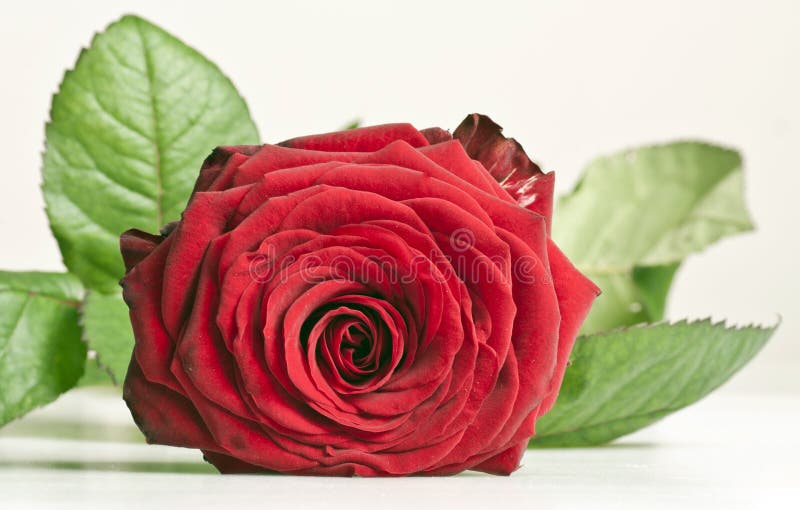 Red rose with leaves stock image. Image of valentine - 19296545