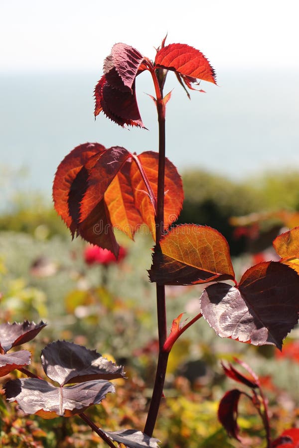 Red Rose Leaves stock photo. Image of shrub, growing - 103604456