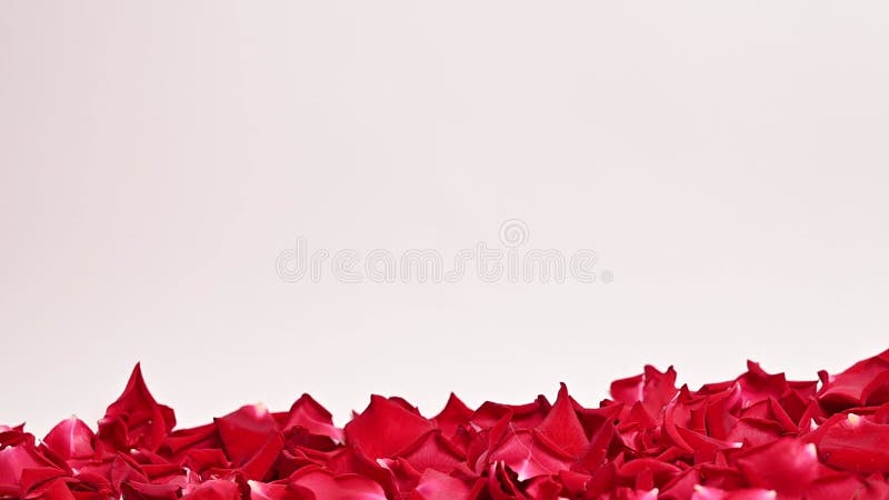 Red rose leaves falling stock video. Video of template - 322499957