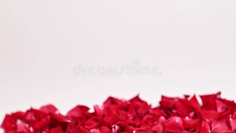 Red rose leaves falling stock video. Video of studio - 322500039