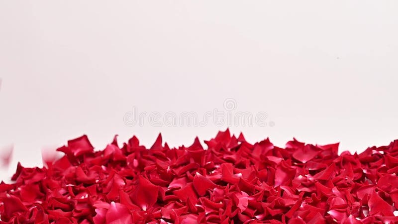 Red rose leaves falling stock video. Video of design - 346316851